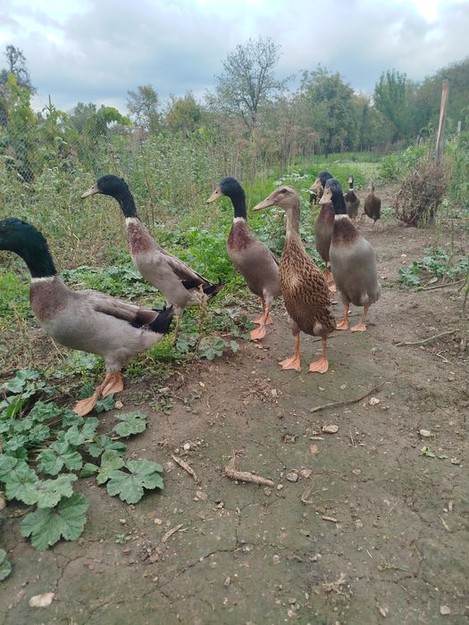 Rațe indiene alergătoare Nusfalau • OLX.ro