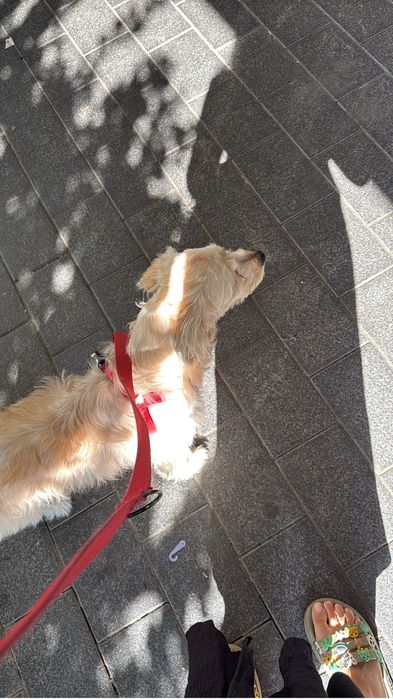 Donez caine metis bichon alb Bucuresti Sectorul 6 • OLX.ro