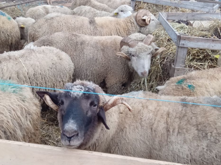 Berbeci oi fatate si oi reforma si 2 carlani Buzau • OLX.ro