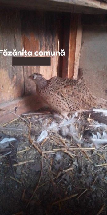 Pereche fazani Gugesti • OLX.ro