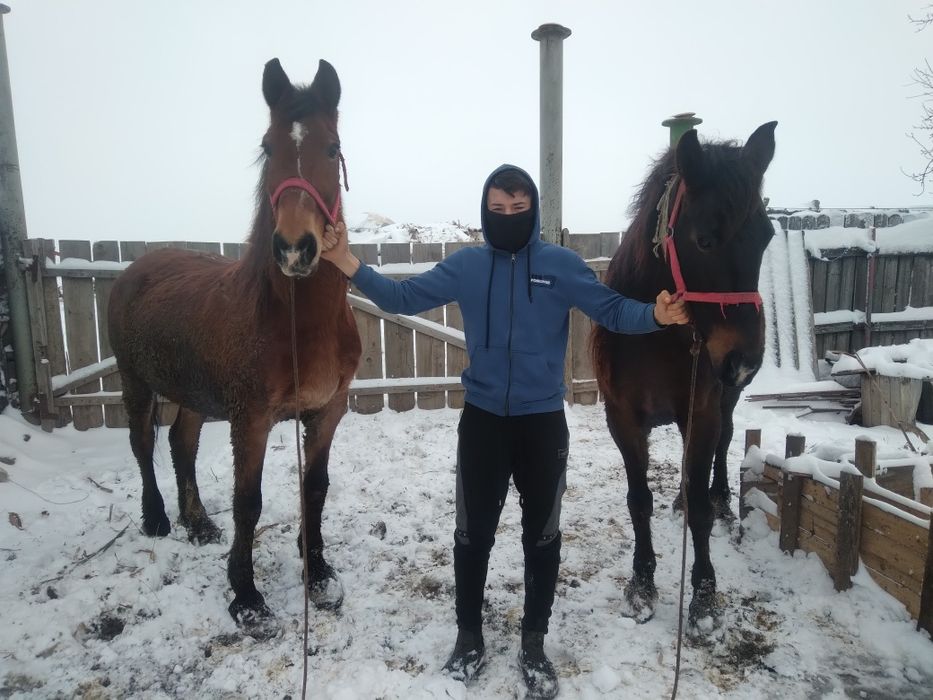 Vând cal castrat și iapa gestantă în 4 luni Piatra Neamt • OLX.ro