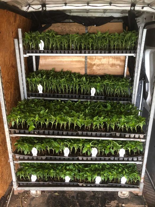 Rasaduri De Legume Profesionale SERA Luca Pitesti Pitesti • OLX.ro