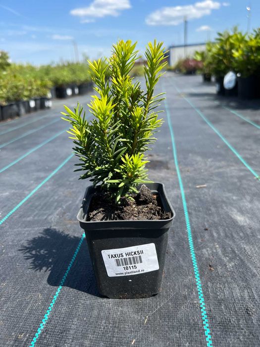 Taxus columnar ”Hicksii” de 25cm la ghiveci de 0,5L. Ciorogarla • OLX.ro