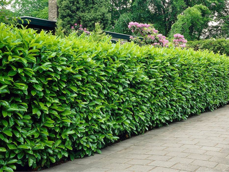 Laur Englezesc - Prunus Laurocerasus - Gard Viu Timisoara • OLX.ro