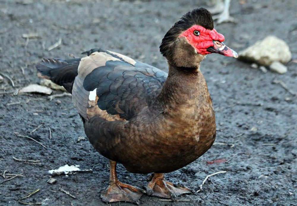 Oua rata leseasca culori deosebite - ciocolatie albastre crem negru ...