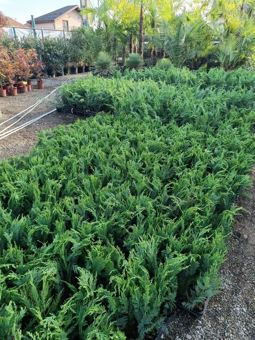 Pepiniera Unguriu - Chiparos leylandi 70-80 cm Gard Viu Unguriu • OLX.ro