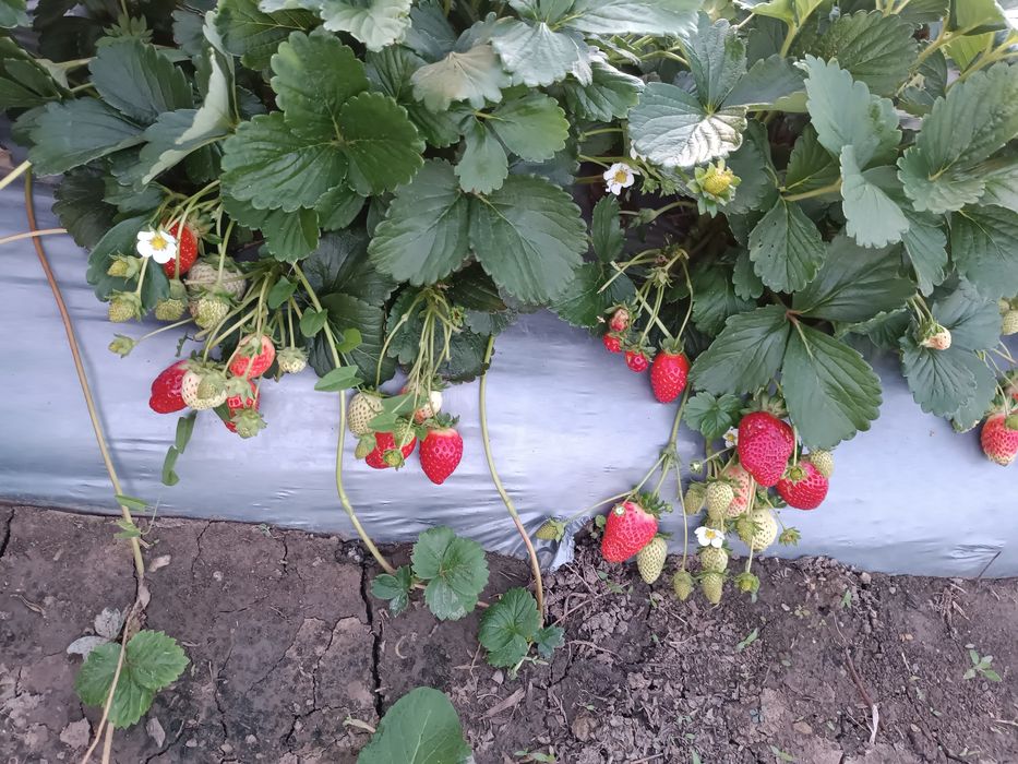 Stoloni capsuni Albion Gheboieni • OLX.ro