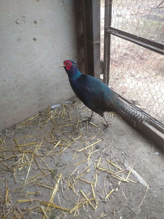 Fazan mascul tenrbros Gugesti • OLX.ro