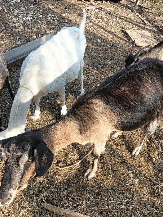 Vând 4 capre 2 tinere Paulis • OLX.ro