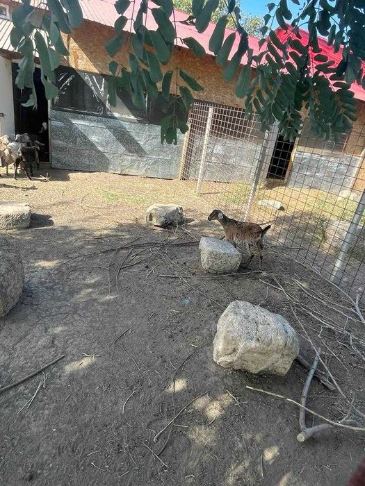 Vand capre boier/iedute/capre anglo-nubiene/metis si carpatin/iedute ...