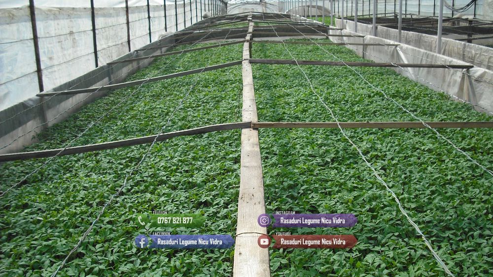 Rasad rosii castraveti ardei vinete alte rasaduri legume de vanzare ...