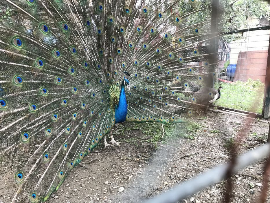 Vanzare Pauni standar și alte rase Curtea de Arges • OLX.ro