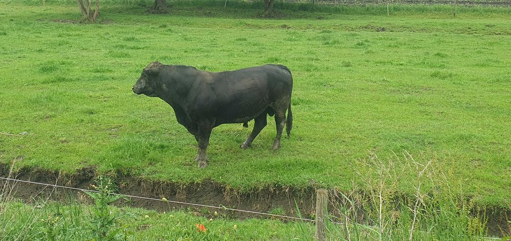 Vand taur Angus negru, 4 ani Targu-Mures • OLX.ro
