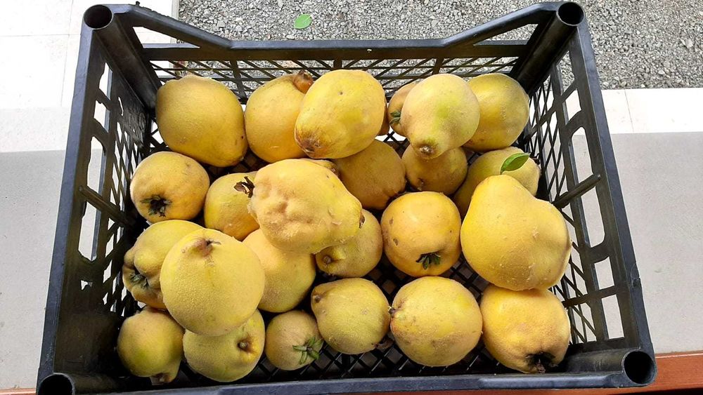 Dulceata ecologica de gutui, livada si productie proprie,720 ml/borcan ...