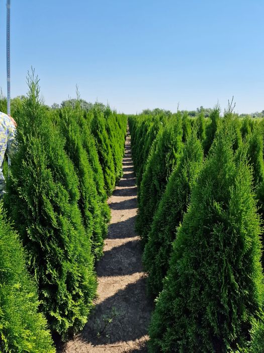 Tuia smarald dimensiuni mari de la 1.50m până la 4m oferim transport ...