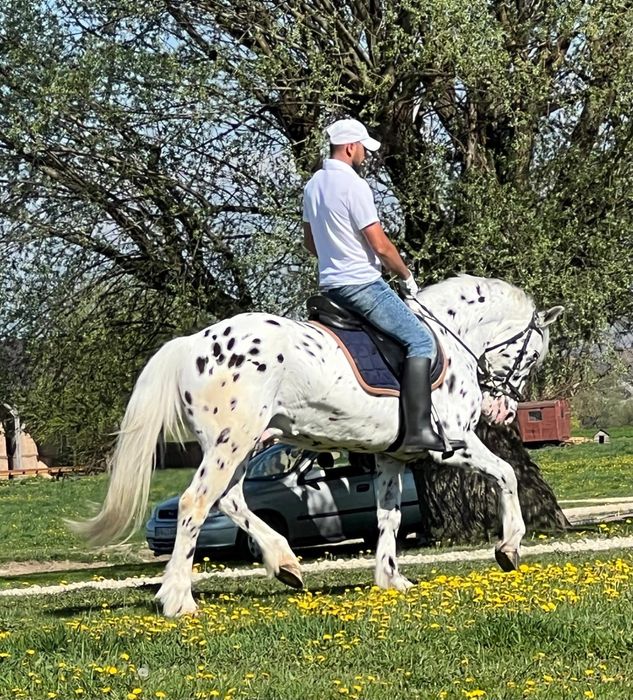 Cal Appaloosa echitatie călărie Brasov • OLX.ro