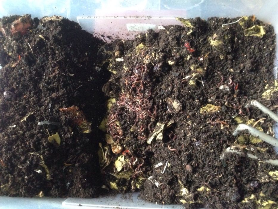 Rame/rime Rosu de California pt compost sau pescuit Bucuresti Sectorul ...