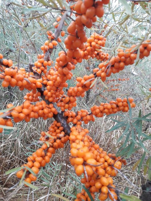 Butasi/ puieti catina certificati Deva • OLX.ro