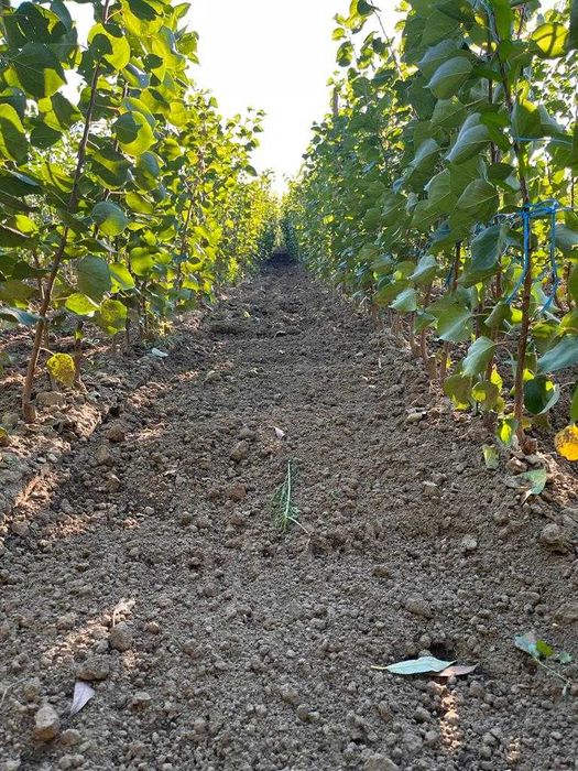 Pomi fructiferi prun cires visini cais piersic corcodusi etc. Alba ...