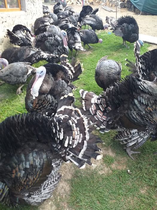 Curcani și curci "bronzați " Piscoiu • OLX.ro