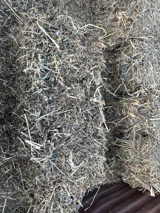 Baloti iarba cu lucerna! Brancoveni • OLX.ro