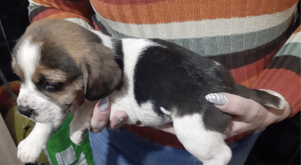 Mascul beagle cu pedigree Constanta • OLX.ro