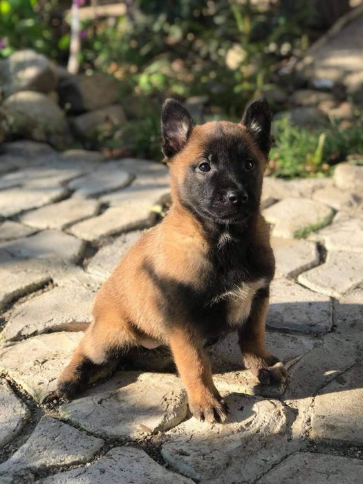 Pui de Ciobanesc Belgian Malinois Vaslui • OLX.ro