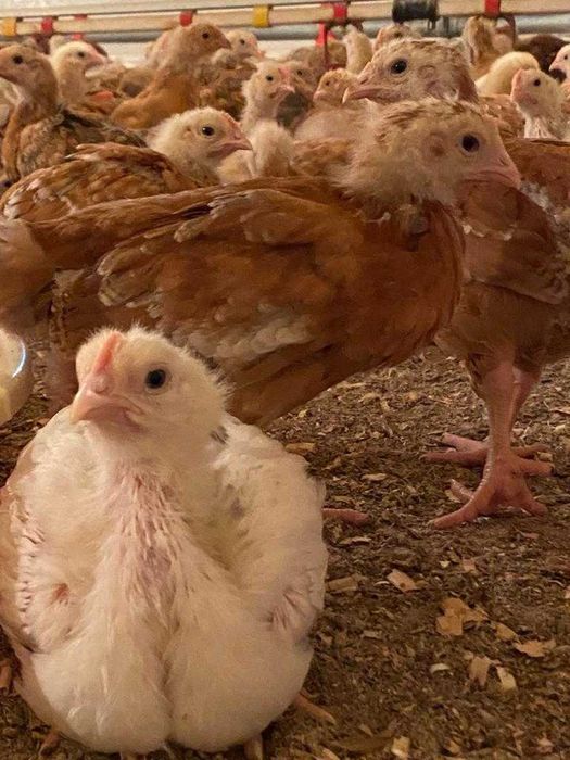 Pui zburati rasa mixta/alb de carne Gornet • OLX.ro