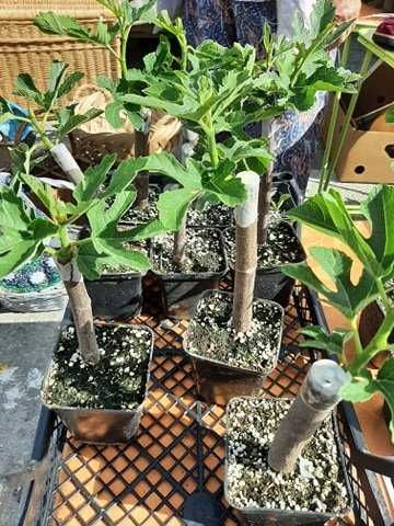 Butasi MUR, Stoloni Capsuni Clery, Joly, Vibrant, Remontante, Smochin ...