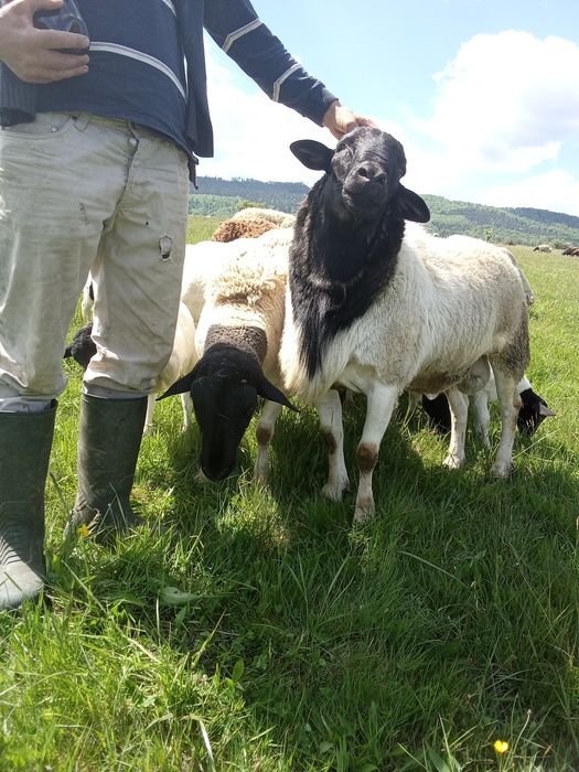 Berbeci dorper de diferite varste Vicovu de Jos • OLX.ro