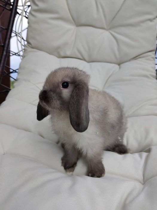 Berbec pitic / holland lop Uivar • OLX.ro