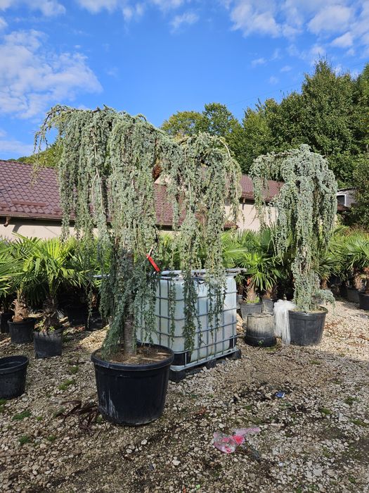 Cedru pendular. Pom pon. Toate dimensiunile Pitesti • OLX.ro