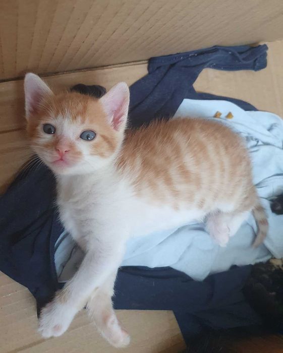 Donez 5 pisicuți drăgălași. Constanta • OLX.ro