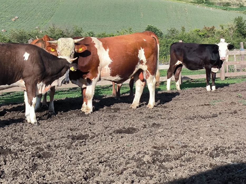 Vând vaci cu lapte și juninci gestante Vama Seaca • OLX.ro