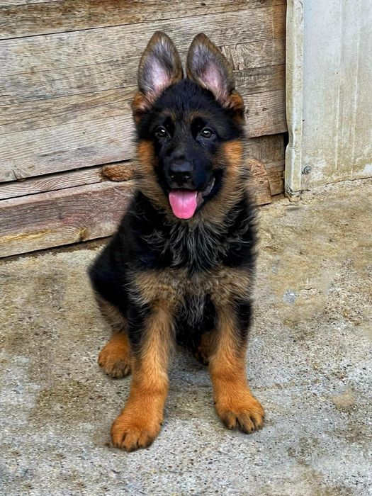 Елитни Немски овчарки с FCI родословие с. Ягодово • OLX.bg