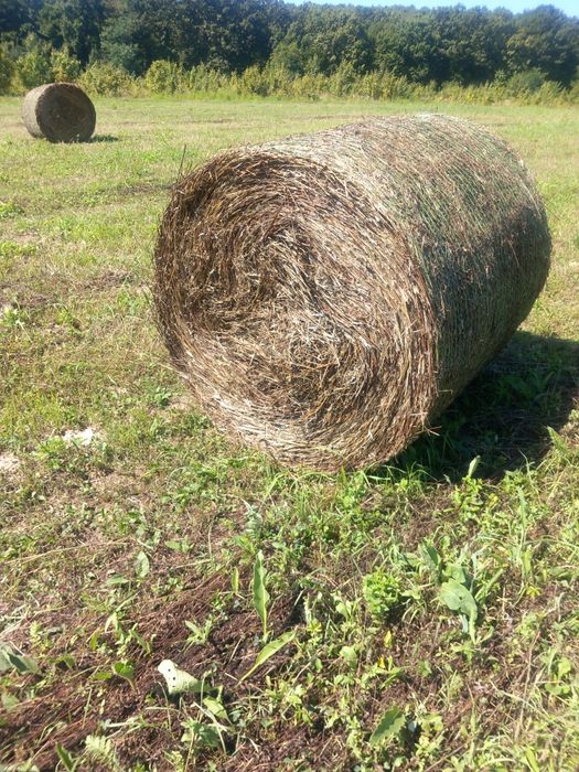 Baloti lucerna cu fan. Banpotoc • OLX.ro