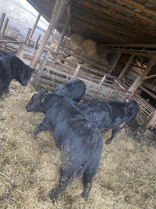 Taur angus ,cu origine pt reproductie ! Blaj • OLX.ro