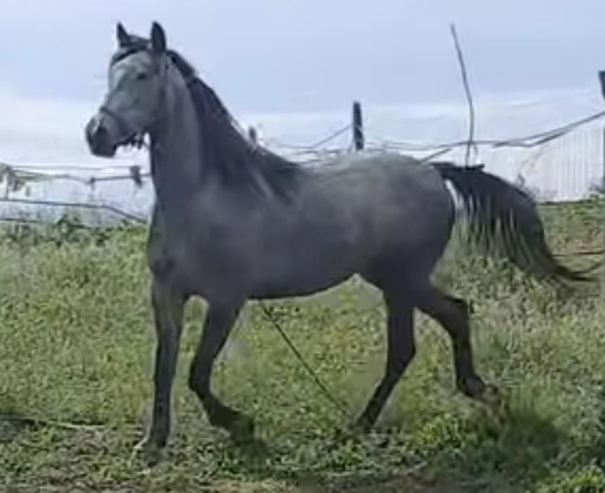 Lipitan Cai lipitani (iepe) calarie echitatie Bucuresti Sectorul 2 • OLX.ro