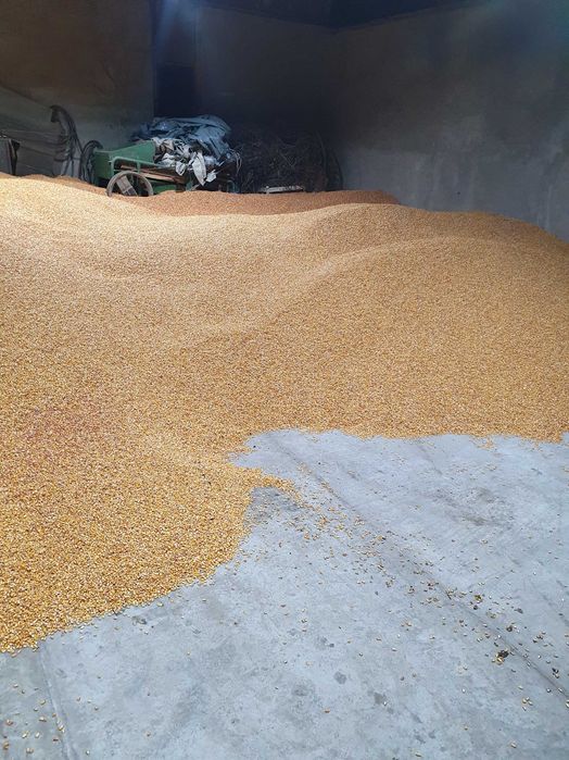 Porumb boabe uscat pioneer si grau Chimindia • OLX.ro