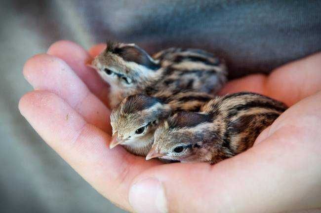 Oua de prepelite, pui de prepelita Carei • OLX.ro