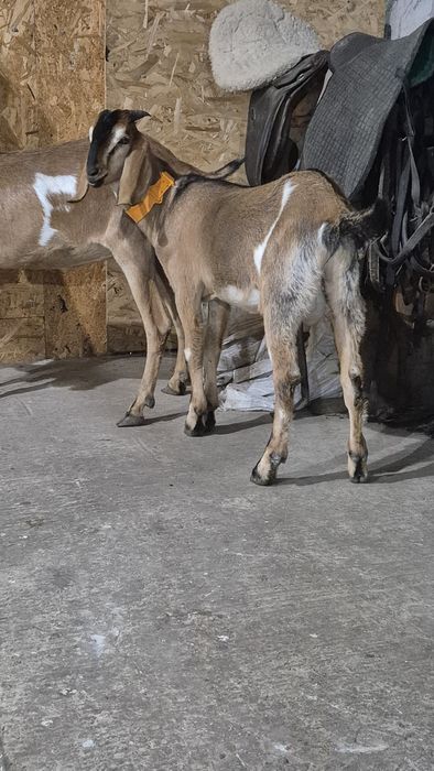 Capra si tap cu pedigree de olanda Targoviste • OLX.ro