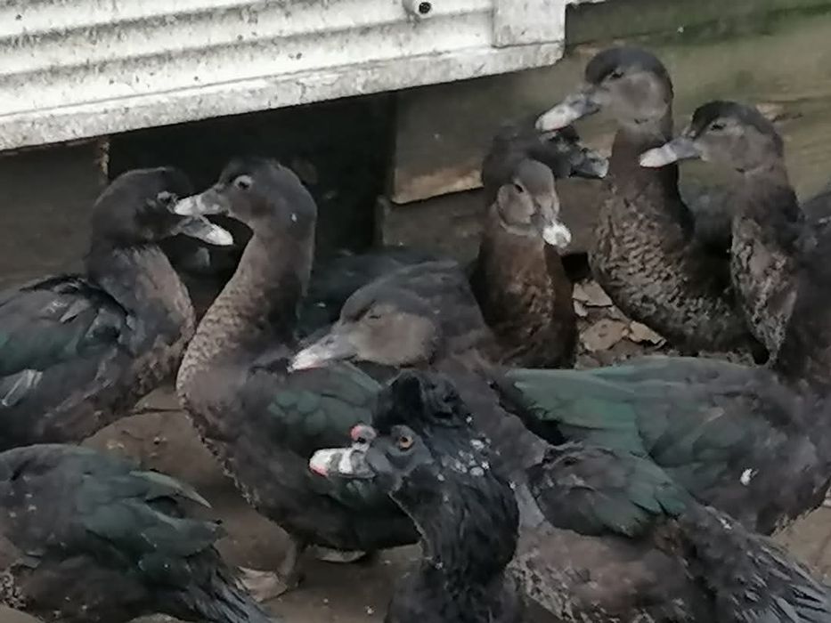 Vând rațe mute sălbatice Graniceri • OLX.ro