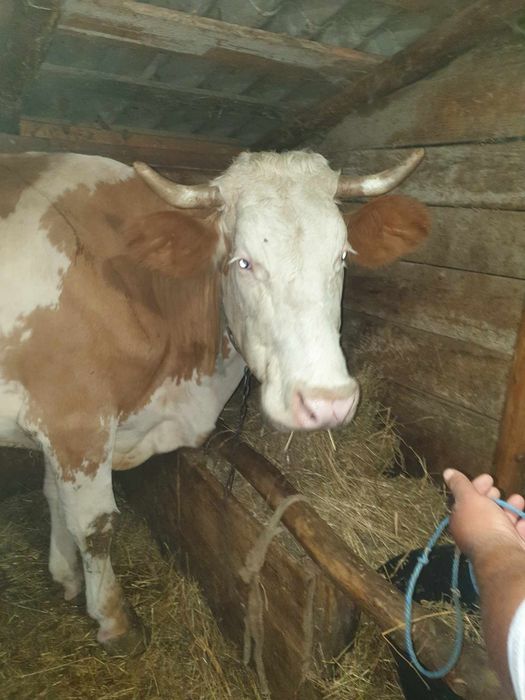 Vaca cu vițel, de vanzare Socodor • OLX.ro