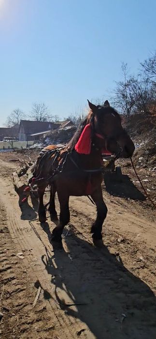 Mânz (cal castrat) de 2,5 ani- garantat la lemne si la căruță! Cricau ...