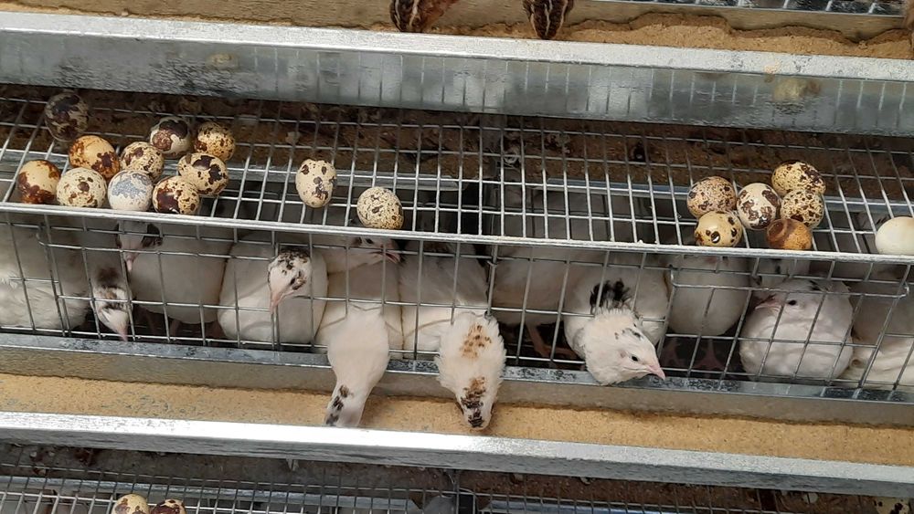 Prepelite de vanzare de la 1 zi la 8 saptamani cele mai bune preturi ...