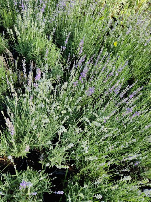 Vindem Iarba Pampas Roz/Alb anul 2/ Iarba albastra anul 2/ Lavanda ...