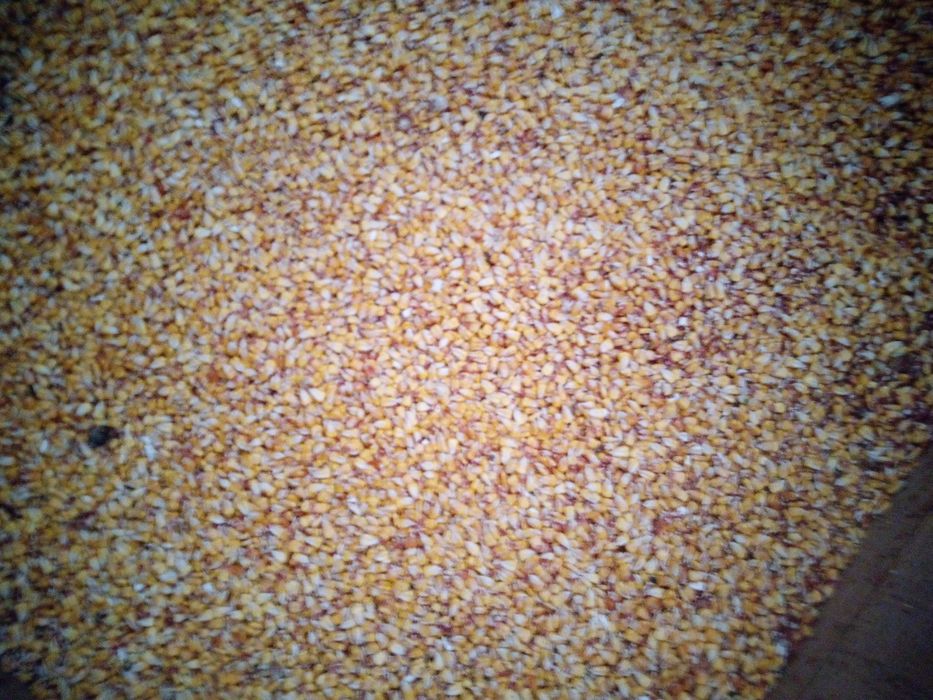 Vând porumb știuleți și boabe Uriu • OLX.ro