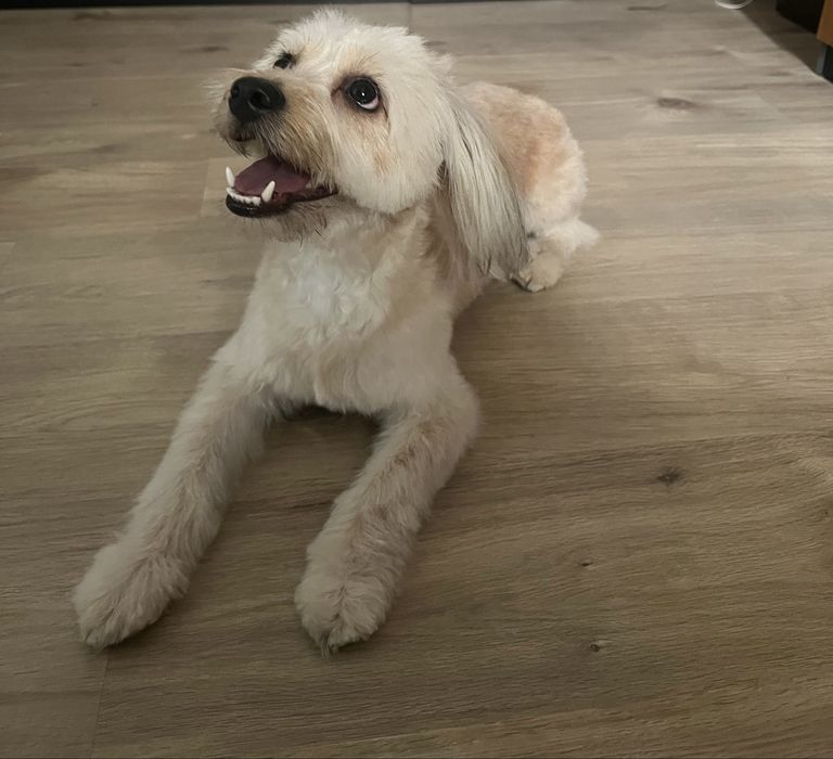 Donez caine metis bichon alb Bucuresti Sectorul 6 • OLX.ro