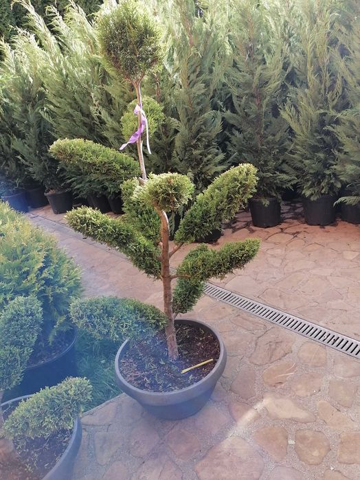 Tuia leylandi, spirală, smarald, columnaris Buftea • OLX.ro