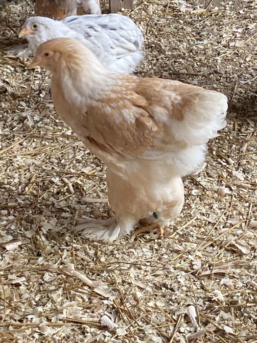 Brahma lemon 2025 Reghin • OLX.ro